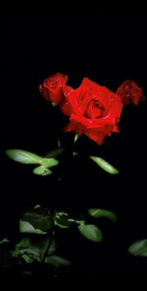 玫瑰花图片唯美_如何拍出高级感-第2张图片-山城妙识 玫瑰花图片唯美_如何拍出高级感-第2张图片-山城妙识