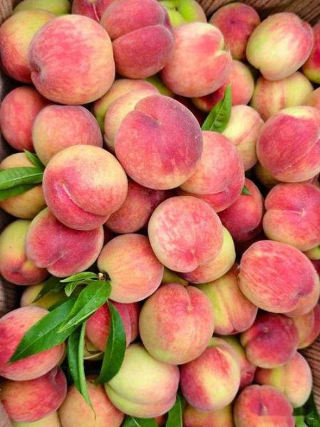 桃子是酸性还是碱性_桃子吃多了会胃酸吗-第2张图片-山城妙识