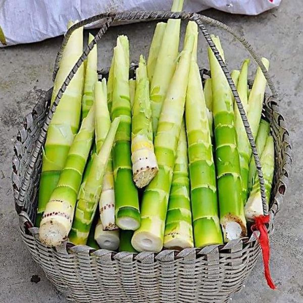 笋图片大全大图_如何挑选新鲜竹笋-第2张图片-山城妙识 笋图片大全大图_如何挑选新鲜竹笋-第2张图片-山城妙识