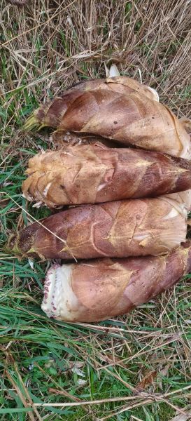 笋图片大全大图_如何挑选新鲜竹笋-第3张图片-山城妙识 笋图片大全大图_如何挑选新鲜竹笋-第3张图片-山城妙识