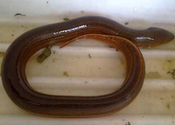 黄鳝寄生虫吃了会怎样_感染症状多久出现-第2张图片-山城妙识 黄鳝寄生虫吃了会怎样_感染症状多久出现-第2张图片-山城妙识