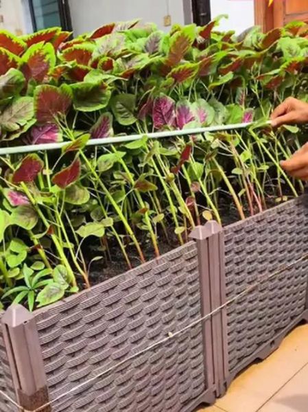 苋菜什么时候种最合适_苋菜种植最佳月份-第2张图片-山城妙识 苋菜什么时候种最合适_苋菜种植最佳月份-第2张图片-山城妙识