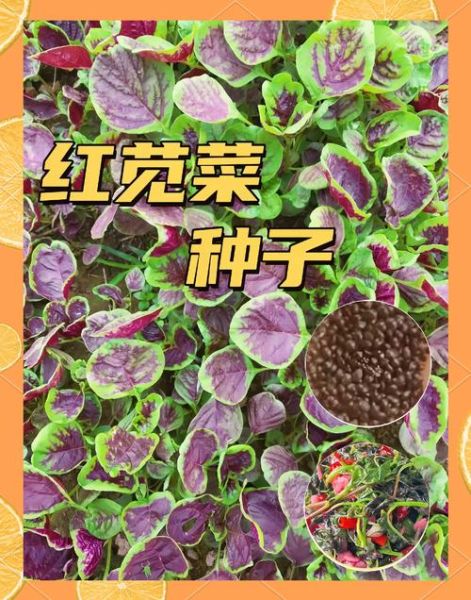 苋菜什么时候种最合适_苋菜种植最佳月份-第1张图片-山城妙识 苋菜什么时候种最合适_苋菜种植最佳月份-第1张图片-山城妙识
