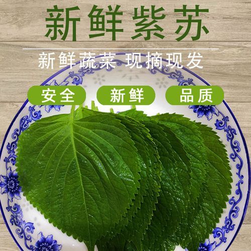 苏子叶怎么保存到冬天_苏子叶冷冻还是晒干好-第1张图片-山城妙识 苏子叶怎么保存到冬天_苏子叶冷冻还是晒干好-第1张图片-山城妙识
