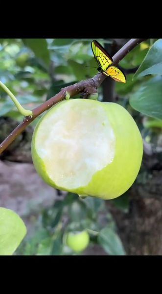 皇冠梨怎么挑选_皇冠梨产地哪里好-第1张图片-山城妙识