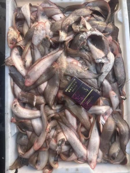 龙利鱼多少钱一斤2020_龙利鱼价格走势-第1张图片-山城妙识 龙利鱼多少钱一斤2020_龙利鱼价格走势-第1张图片-山城妙识