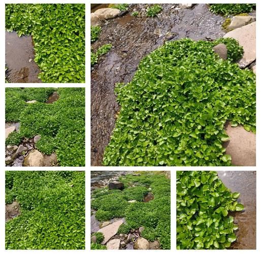 豆瓣菜是什么菜_豆瓣菜长什么样-第1张图片-山城妙识 豆瓣菜是什么菜_豆瓣菜长什么样-第1张图片-山城妙识