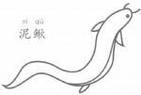 鳝鱼卡通图片怎么画_鳝鱼简笔画步骤-第3张图片-山城妙识