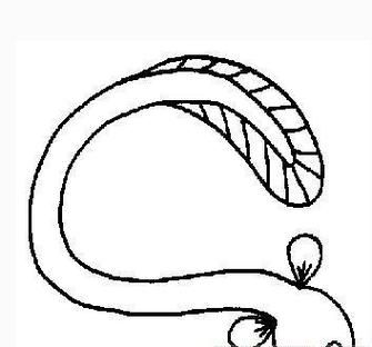 鳝鱼卡通图片怎么画_鳝鱼简笔画步骤-第2张图片-山城妙识