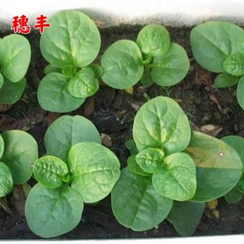 潺菜怎么种植_潺菜种植方法和时间-第3张图片-山城妙识