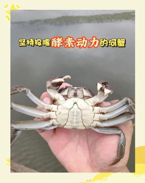螃蟹养殖技术_螃蟹怎么养-第2张图片-山城妙识 螃蟹养殖技术_螃蟹怎么养-第2张图片-山城妙识