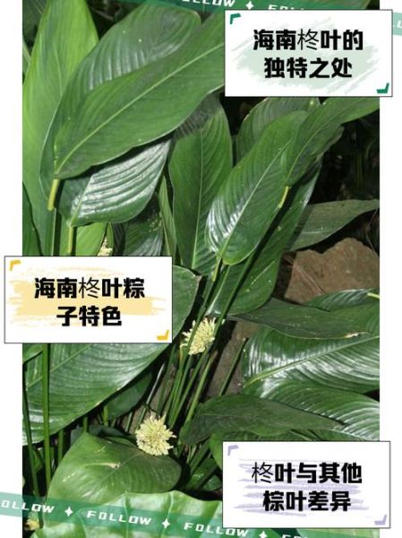 柊叶是什么植物_柊叶的功效与作用-第1张图片-山城妙识