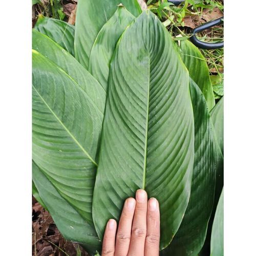 柊叶是什么植物_柊叶的功效与作用-第3张图片-山城妙识