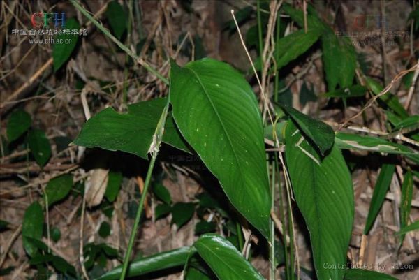 柊叶是什么植物_柊叶的功效与作用-第2张图片-山城妙识