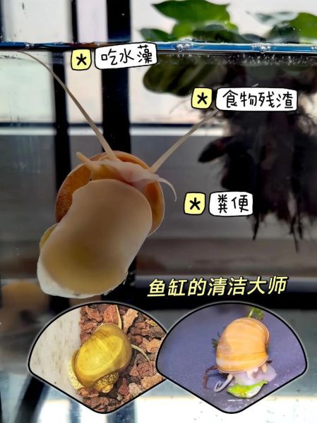 如何挑选黄金螺_黄金螺怎么养-第2张图片-山城妙识 如何挑选黄金螺_黄金螺怎么养-第2张图片-山城妙识