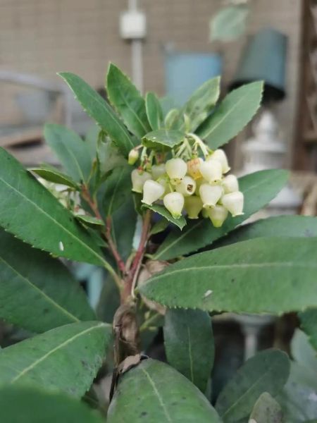 草莓树是什么_草莓树怎么养-第3张图片-山城妙识