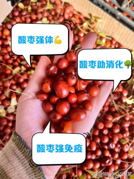 酸枣图片怎么拍好看_酸枣的功效与作用有哪些-第1张图片-山城妙识