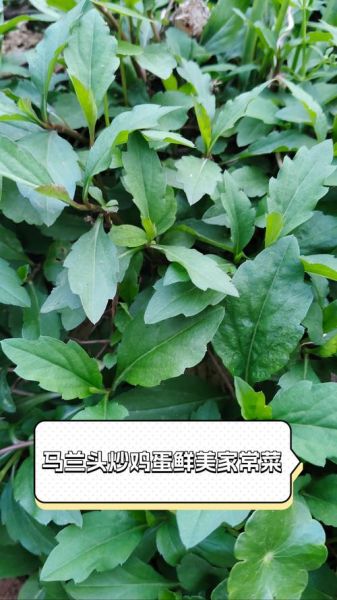 马兰头怎么炒才好吃_马兰头炒蛋的做法窍门-第1张图片-山城妙识 马兰头怎么炒才好吃_马兰头炒蛋的做法窍门-第1张图片-山城妙识