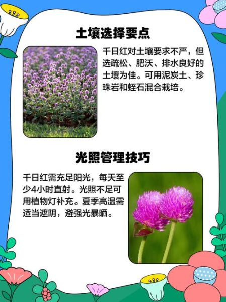 千日红怎么养_千日红种子几月播种-第1张图片-山城妙识 千日红怎么养_千日红种子几月播种-第1张图片-山城妙识