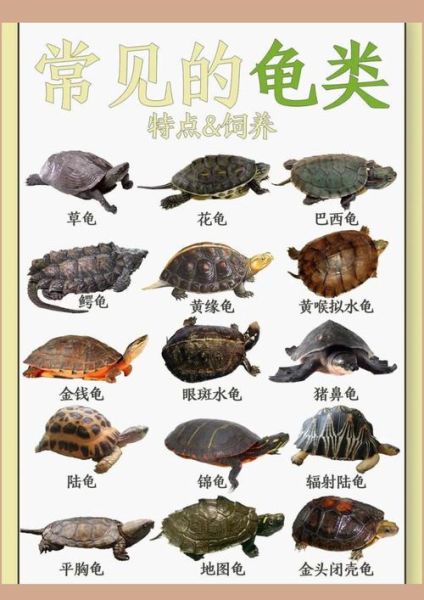 乌龟图片大全可爱_怎么挑选萌宠龟-第3张图片-山城妙识 乌龟图片大全可爱_怎么挑选萌宠龟-第3张图片-山城妙识