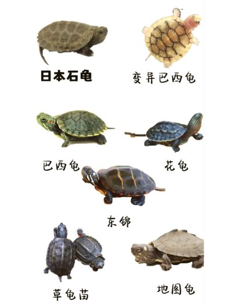 乌龟图片大全可爱_怎么挑选萌宠龟-第2张图片-山城妙识 乌龟图片大全可爱_怎么挑选萌宠龟-第2张图片-山城妙识