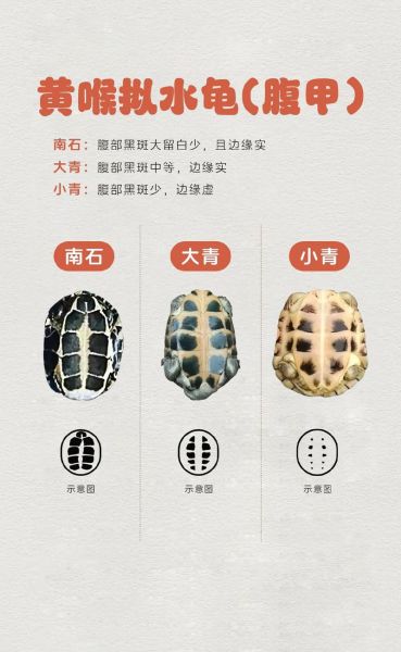 乌龟图片大全可爱_怎么挑选萌宠龟-第1张图片-山城妙识 乌龟图片大全可爱_怎么挑选萌宠龟-第1张图片-山城妙识