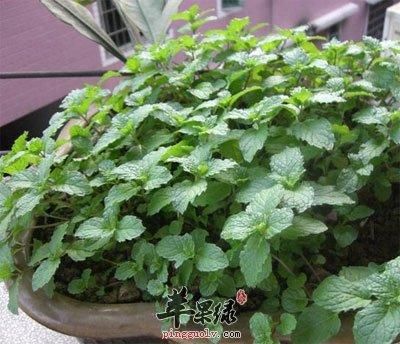 香花菜孕妇能吃吗_香花菜的功效与作用-第2张图片-山城妙识