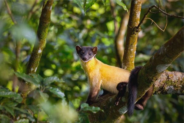 黄喉貂吃什么食物_黄喉貂爱吃什么-第1张图片-山城妙识