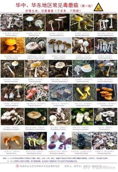 蘑菇种类及图片大全_如何区分有毒蘑菇-第2张图片-山城妙识