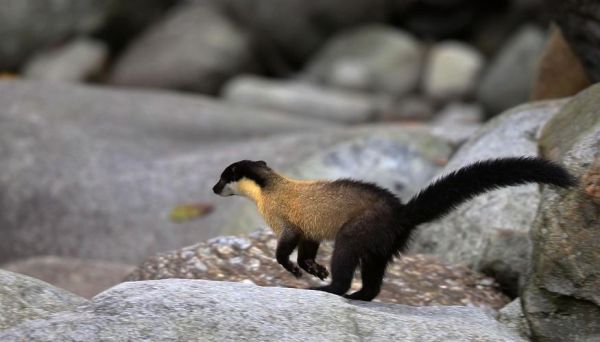 黄喉貂吃什么食物_黄喉貂爱吃什么-第2张图片-山城妙识