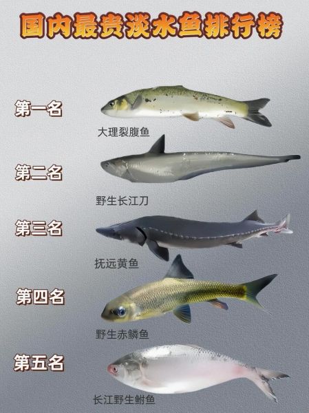 中国十大最脏鱼有哪些_如何挑选干净淡水鱼-第2张图片-山城妙识