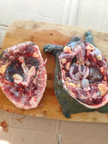 甲鱼怎么杀_最简单杀甲鱼的正确方法-第2张图片-山城妙识 甲鱼怎么杀_最简单杀甲鱼的正确方法-第2张图片-山城妙识