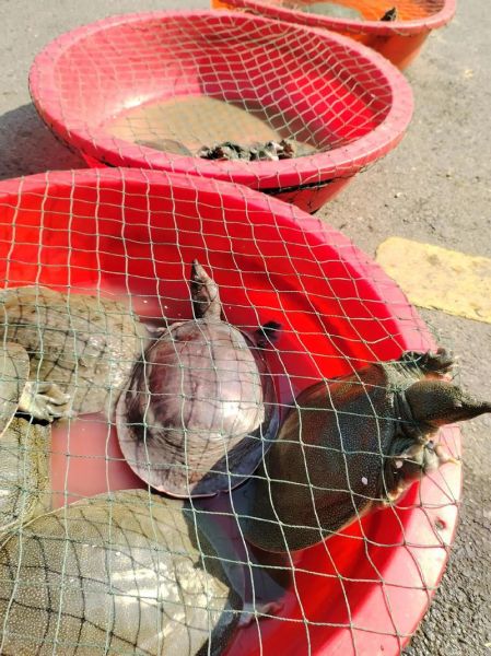 甲鱼怎么杀_最简单杀甲鱼的正确方法-第3张图片-山城妙识 甲鱼怎么杀_最简单杀甲鱼的正确方法-第3张图片-山城妙识