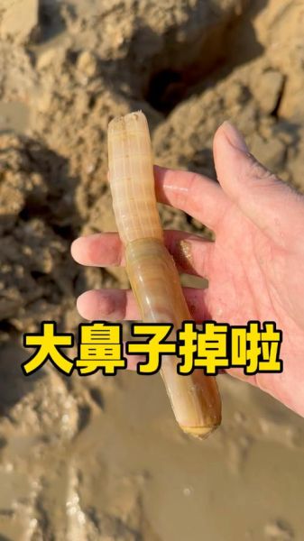 蛏子鼻子为什么会掉_蛏子鼻子掉了还能活吗-第1张图片-山城妙识