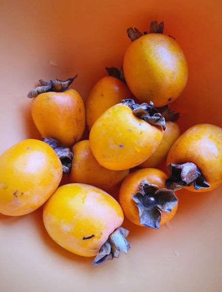 自制柿子干的做法_如何保存不返潮-第1张图片-山城妙识 自制柿子干的做法_如何保存不返潮-第1张图片-山城妙识