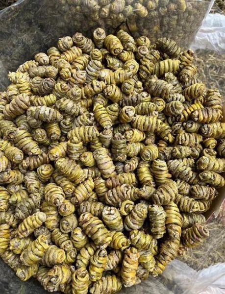 铁皮枫斗怎么泡水喝_铁皮枫斗泡水一次放多少-第1张图片-山城妙识