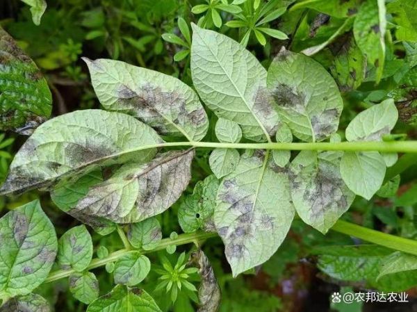 马铃薯晚疫病症状_如何识别-第2张图片-山城妙识 马铃薯晚疫病症状_如何识别-第2张图片-山城妙识