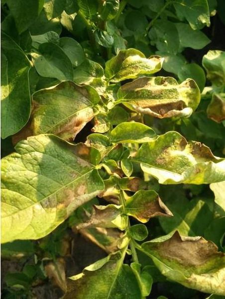 马铃薯晚疫病症状_如何识别-第1张图片-山城妙识 马铃薯晚疫病症状_如何识别-第1张图片-山城妙识