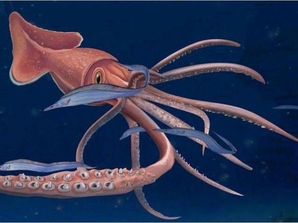 世界上最大的乌贼排名_大王乌贼有多大-第1张图片-山城妙识