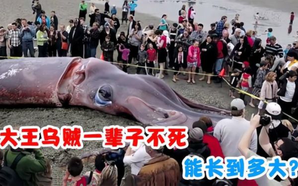 世界上最大的乌贼排名_大王乌贼有多大-第3张图片-山城妙识