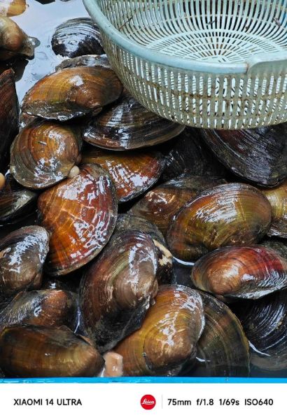 小河蚌怎么吃_小河蚌怎么处理干净-第2张图片-山城妙识