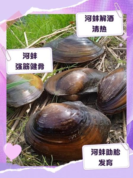 小河蚌怎么吃_小河蚌怎么处理干净-第3张图片-山城妙识