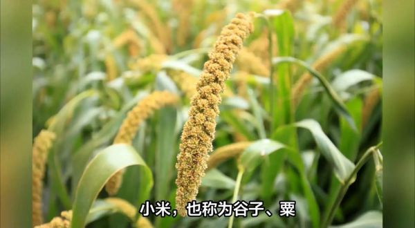 粟米和小米的区别_粟米是小米吗-第1张图片-山城妙识