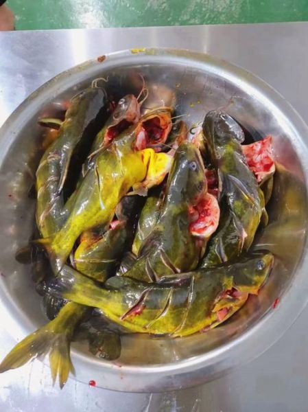 清蒸嘎鱼怎么做_清蒸嘎鱼蒸多久才鲜嫩-第1张图片-山城妙识 清蒸嘎鱼怎么做_清蒸嘎鱼蒸多久才鲜嫩-第1张图片-山城妙识