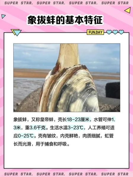 象拔蚌干有什么功效_象拔蚌干怎么吃效果最好-第3张图片-山城妙识