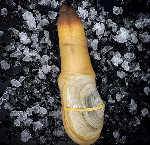 象拔蚌干有什么功效_象拔蚌干怎么吃效果最好-第1张图片-山城妙识