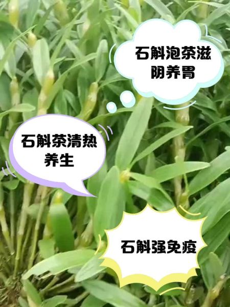 石斛泡水喝的功效与禁忌_适合哪些人喝-第2张图片-山城妙识