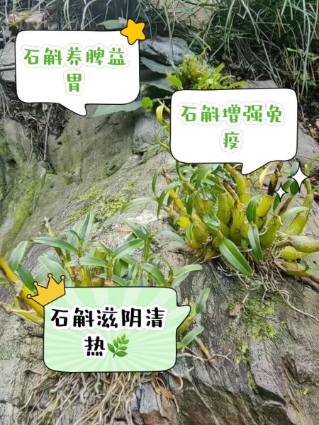 石斛泡水喝的功效与禁忌_适合哪些人喝-第3张图片-山城妙识