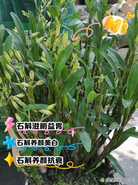 石斛泡水喝的功效与禁忌_适合哪些人喝-第1张图片-山城妙识