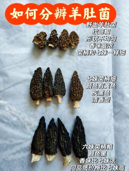 假羊肚菌图片_如何辨别真假羊肚菌-第1张图片-山城妙识